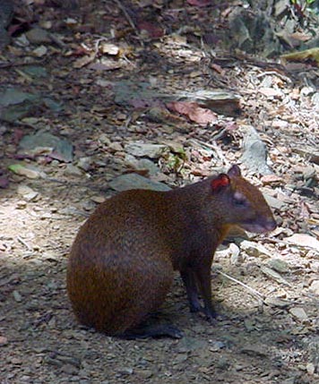 Roatan Rabbit/Squirrel - September 2004 Roatan - Gallery - SingleDivers ...