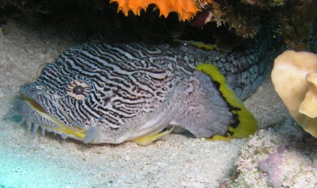 Cozumels signature fish - January 2005 Cozumel - Gallery - SingleDivers ...
