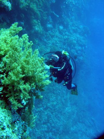 Kathy Fish? - Red Sea - Gallery - SingleDivers.com Surface Interval INDEX