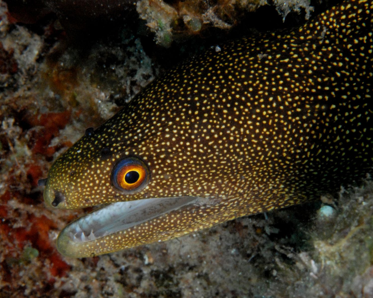 Golden Spotted mORAY - Dominica - Gallery - SingleDivers.com Surface ...