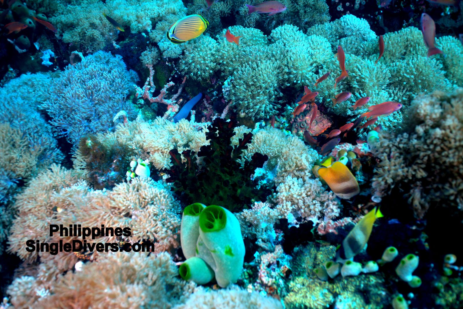 PI Reef - Philippines - Gallery - SingleDivers.com Surface Interval INDEX