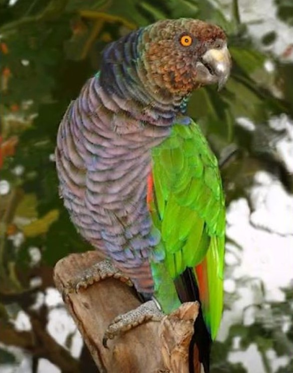 Parrot National Bird of Dominica - Dominica "Trois" Oct 14-21 and/or ...